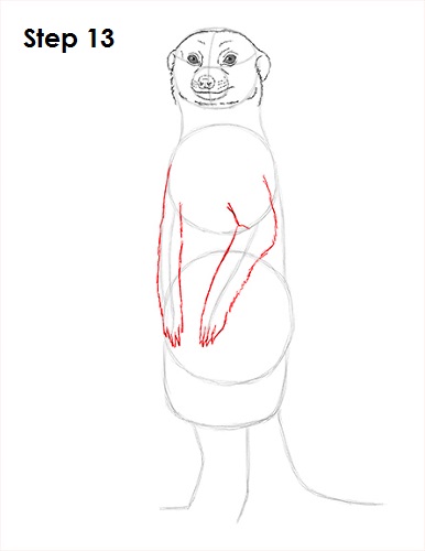How to Draw a Meerkat
