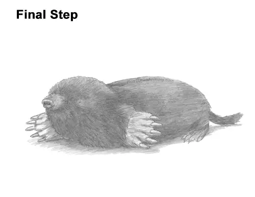 How to Draw a Mole VIDEO & Step-by-Step Pictures