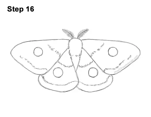 How to Draw a Moth (Emperor Moth) VIDEO & Step-by-Step Pictures