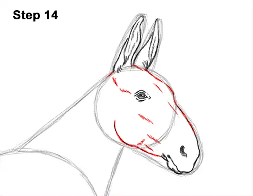 How to Draw a Mule VIDEO & Step-by-Step Pictures