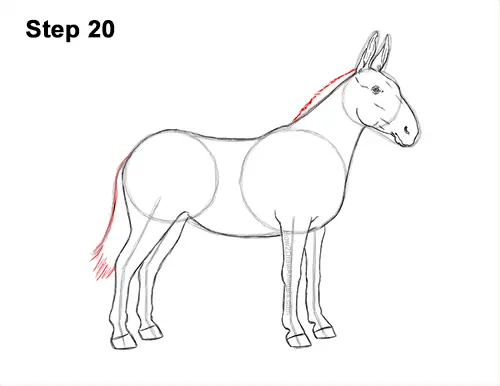 How to Draw a Mule VIDEO & Step-by-Step Pictures