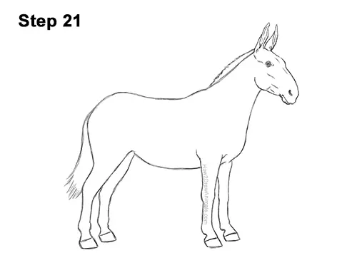 How to Draw a Mule VIDEO & Step-by-Step Pictures