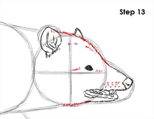 How to Draw an Opossum
