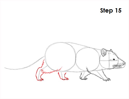 How to Draw an Opossum