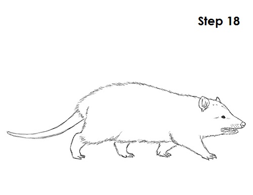 How to Draw an Opossum