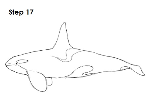 How to Draw a Killer Whale VIDEO & Step-by-Step Pictures