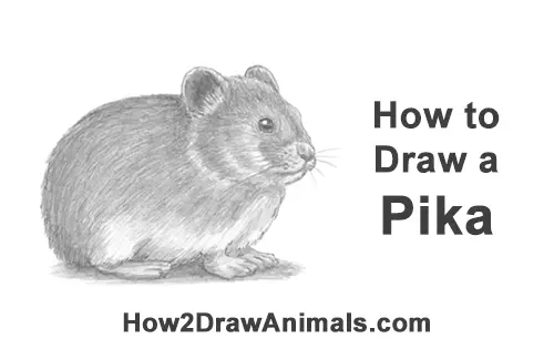 How to Draw a Pika VIDEO & Step-by-Step Pictures
