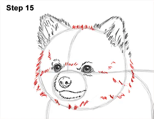 How to Draw a Dog (Pomeranian)