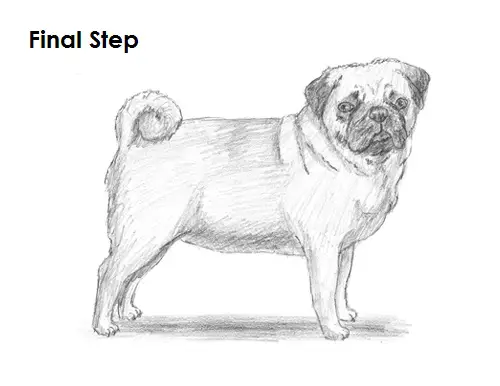 How to Draw a Dog (Pug) VIDEO & Step-by-Step Pictures