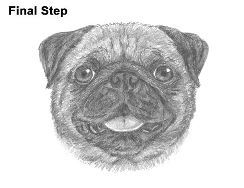 How to Draw a Pug (Head Detail)