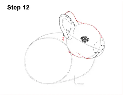 How to Draw a Rabbit (Baby) VIDEO & Step-by-Step Pictures