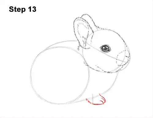 How to Draw a Rabbit (Baby) VIDEO & Step-by-Step Pictures