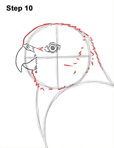 How to Draw a Rainbow Lorikeet VIDEO & Step-by-Step Pictures