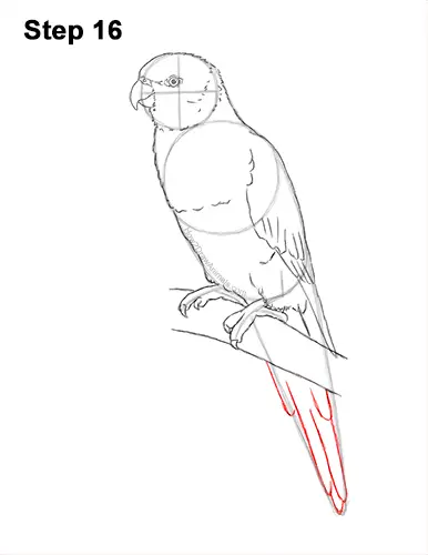 How to Draw a Rainbow Lorikeet VIDEO & Step-by-Step Pictures