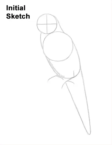 How to Draw a Rainbow Lorikeet VIDEO & Step-by-Step Pictures