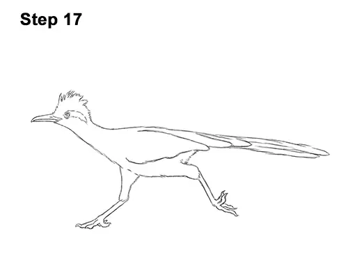 How to Draw a Roadrunner VIDEO & Step-by-Step Pictures