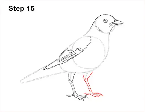 How to Draw an American Robin VIDEO & Step-by-Step Pictures