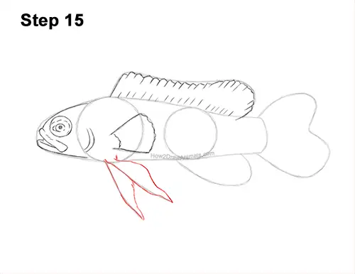 How to Draw a Royal Gramma Fish VIDEO & Step-by-Step Pictures