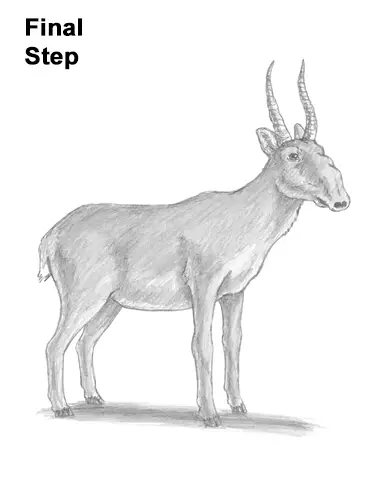 How to Draw a Saiga Antelope VIDEO & Step-by-Step Pictures