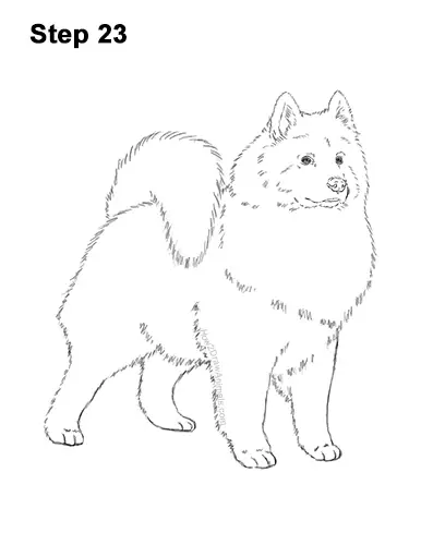 How to Draw a Dog (Samoyed) VIDEO & Step-by-Step Pictures