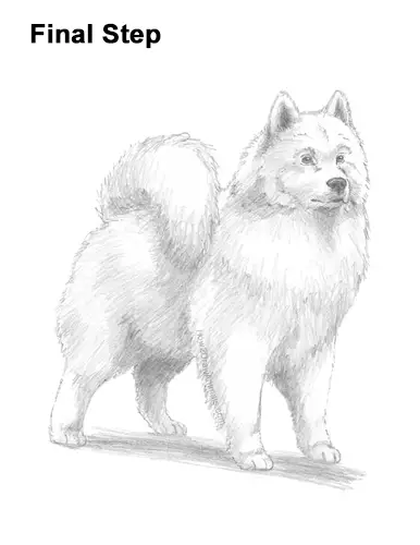 How to Draw a Dog (Samoyed) VIDEO & Step-by-Step Pictures