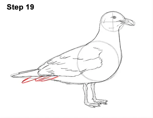 How to Draw a Seagull
