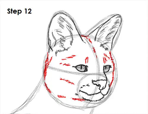 How to Draw a Serval