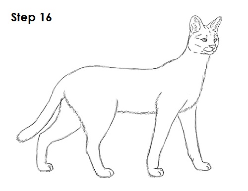 How to Draw a Serval