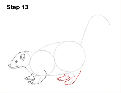 How to Draw a Skunk
