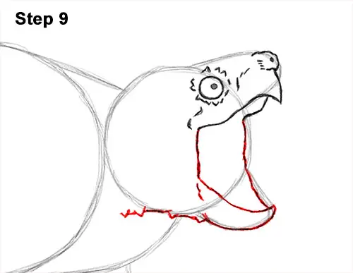 How to Draw an Alligator Snapping Turtle
