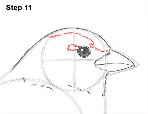How to Draw a Sparrow