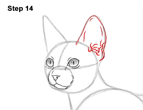How to Draw a Cat (Sphynx) || VIDEO & Step-by-Step Pictures