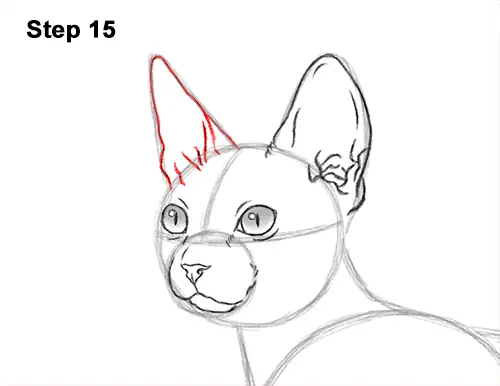 How to Draw a Cat (Sphynx) || VIDEO & Step-by-Step Pictures