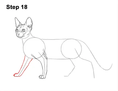 How to Draw a Cat (Sphynx) || VIDEO & Step-by-Step Pictures