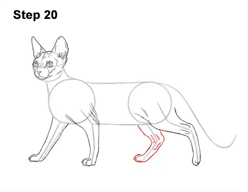 How to Draw a Cat (Sphynx) || VIDEO & Step-by-Step Pictures