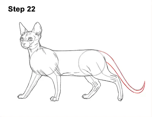 How to Draw a Cat (Sphynx) || VIDEO & Step-by-Step Pictures