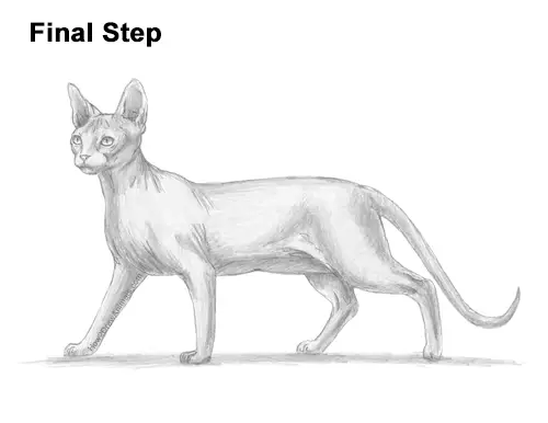 How to Draw a Cat (Sphynx) || VIDEO & Step-by-Step Pictures
