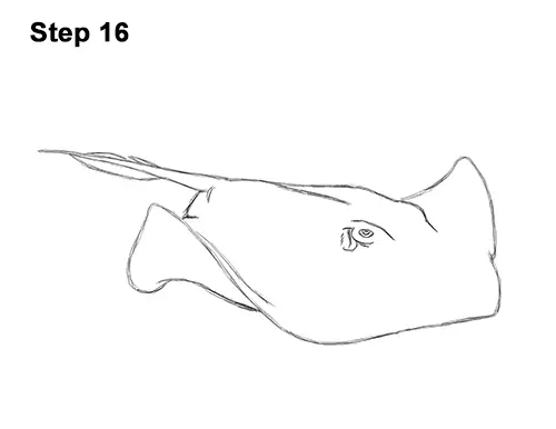 How to Draw a Stingray VIDEO & Step-by-Step Pictures