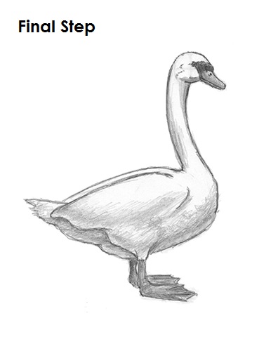How to Draw a Swan