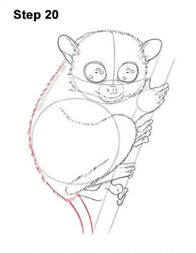 How to Draw a Tarsier VIDEO & Step-by-Step Pictures