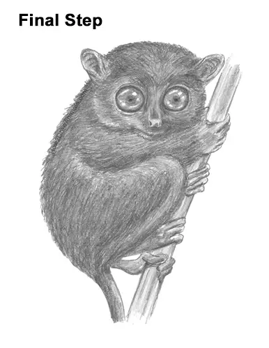 How to Draw a Tarsier VIDEO & Step-by-Step Pictures