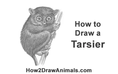 How to Draw a Tarsier VIDEO & Step-by-Step Pictures