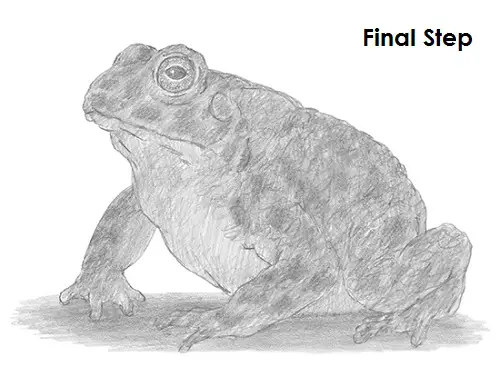 How to Draw a Toad