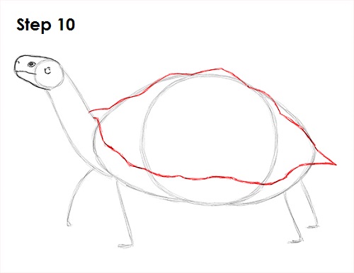 How to Draw a Tortoise