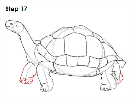 How to Draw a Tortoise