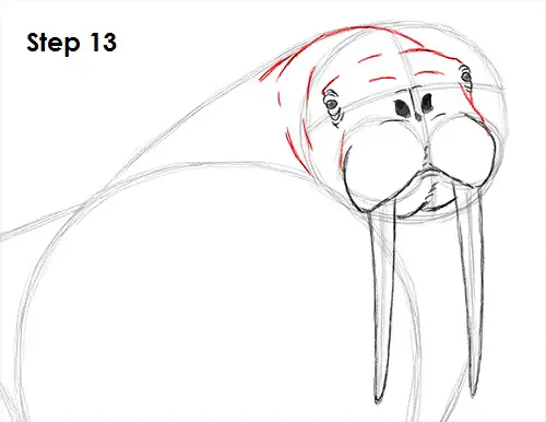 How to Draw a Walrus