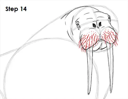How to Draw a Walrus