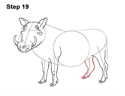 How to Draw a Warthog VIDEO & Step-by-Step Pictures