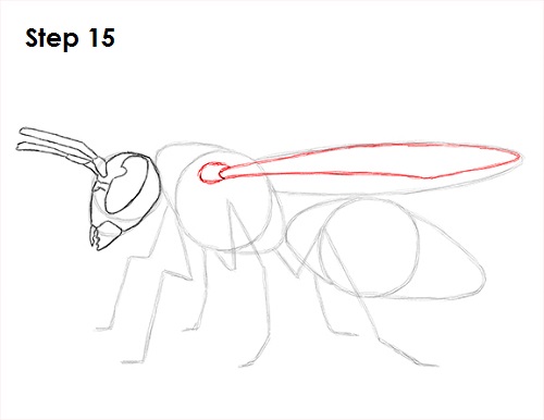 How to Draw a Wasp