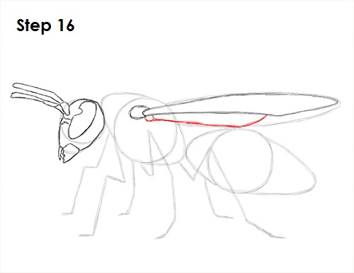 How to Draw a Wasp